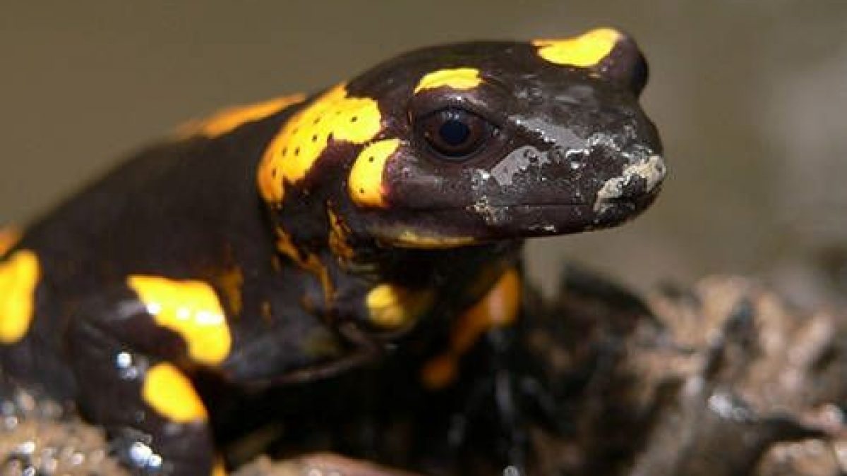 Larvas De Salamandra Moteada
