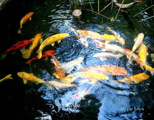 Los peces en el estanque