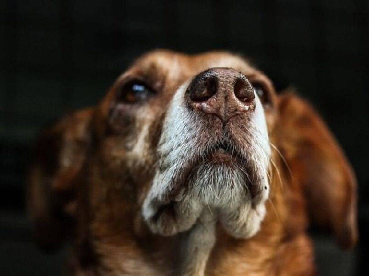 Cuanto Cuesta Quitarle Una Verruga A Un Perro