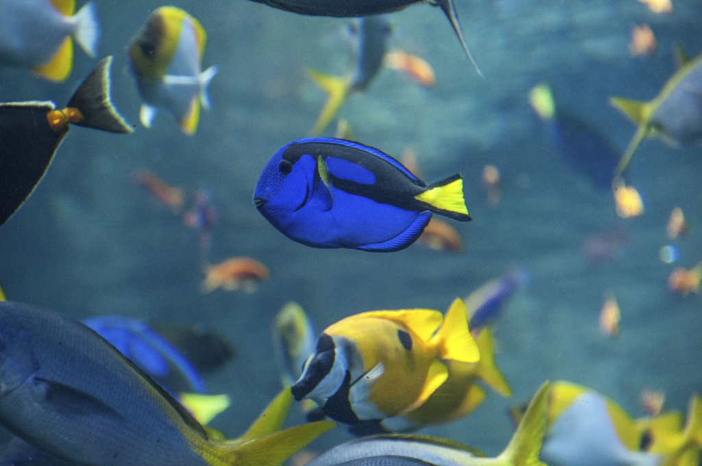 El pez neón - Cuidados, Consejos y Características | Tiendanimal