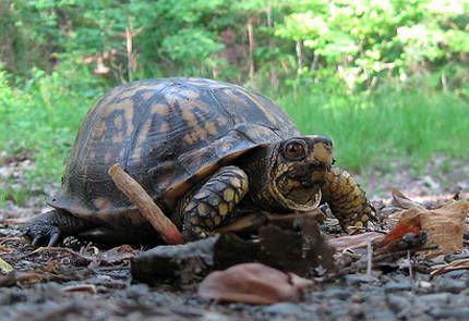 Animales que hibernan en invierno - Imagui