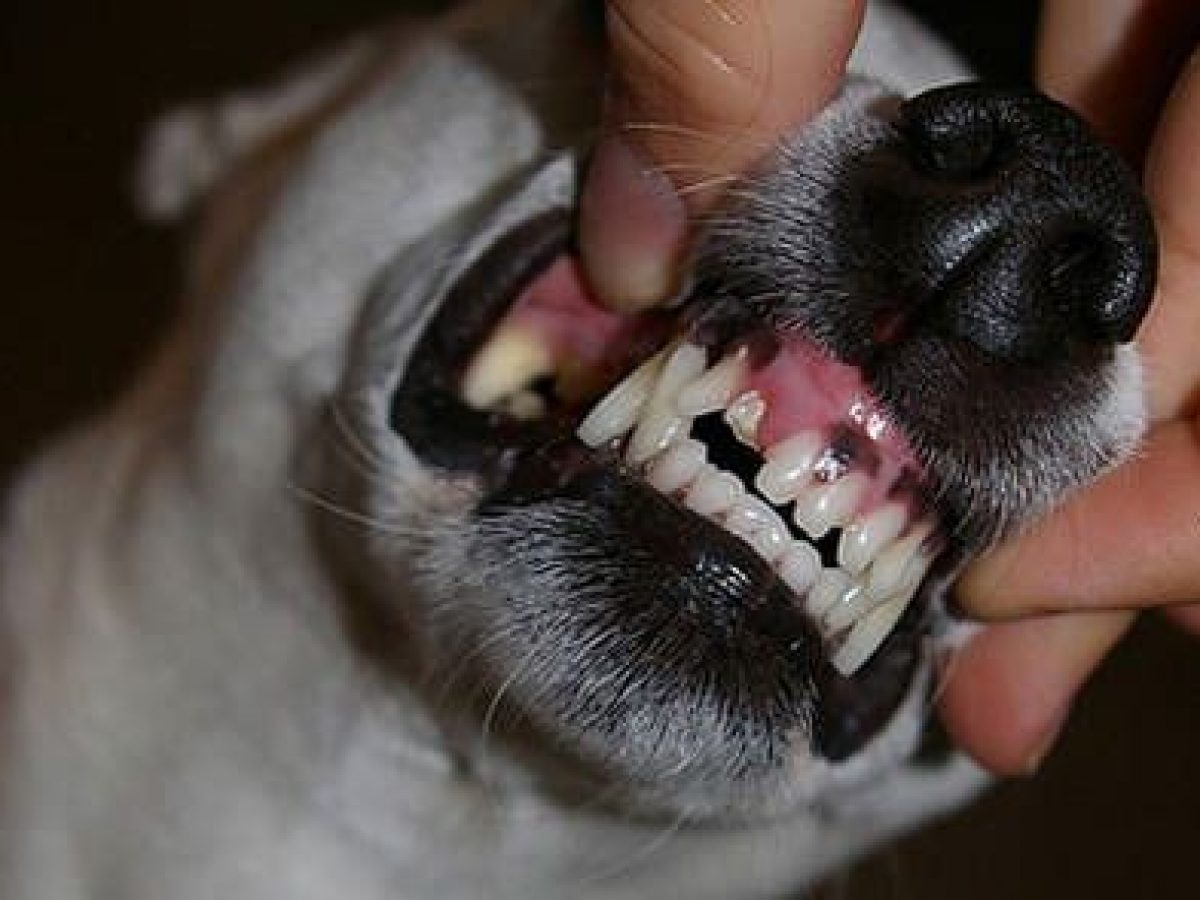 Los Perros Necesitan Sus Dientes Frontales