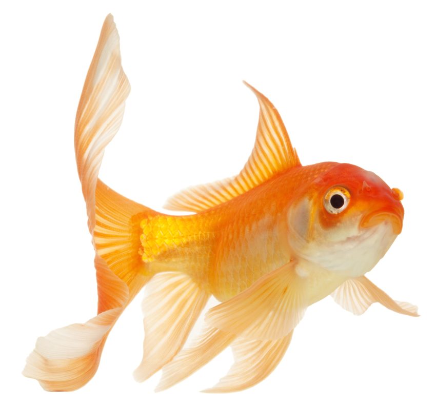 Cuidados del Pez - Peces Cuidados y Salud - Tiendanimal