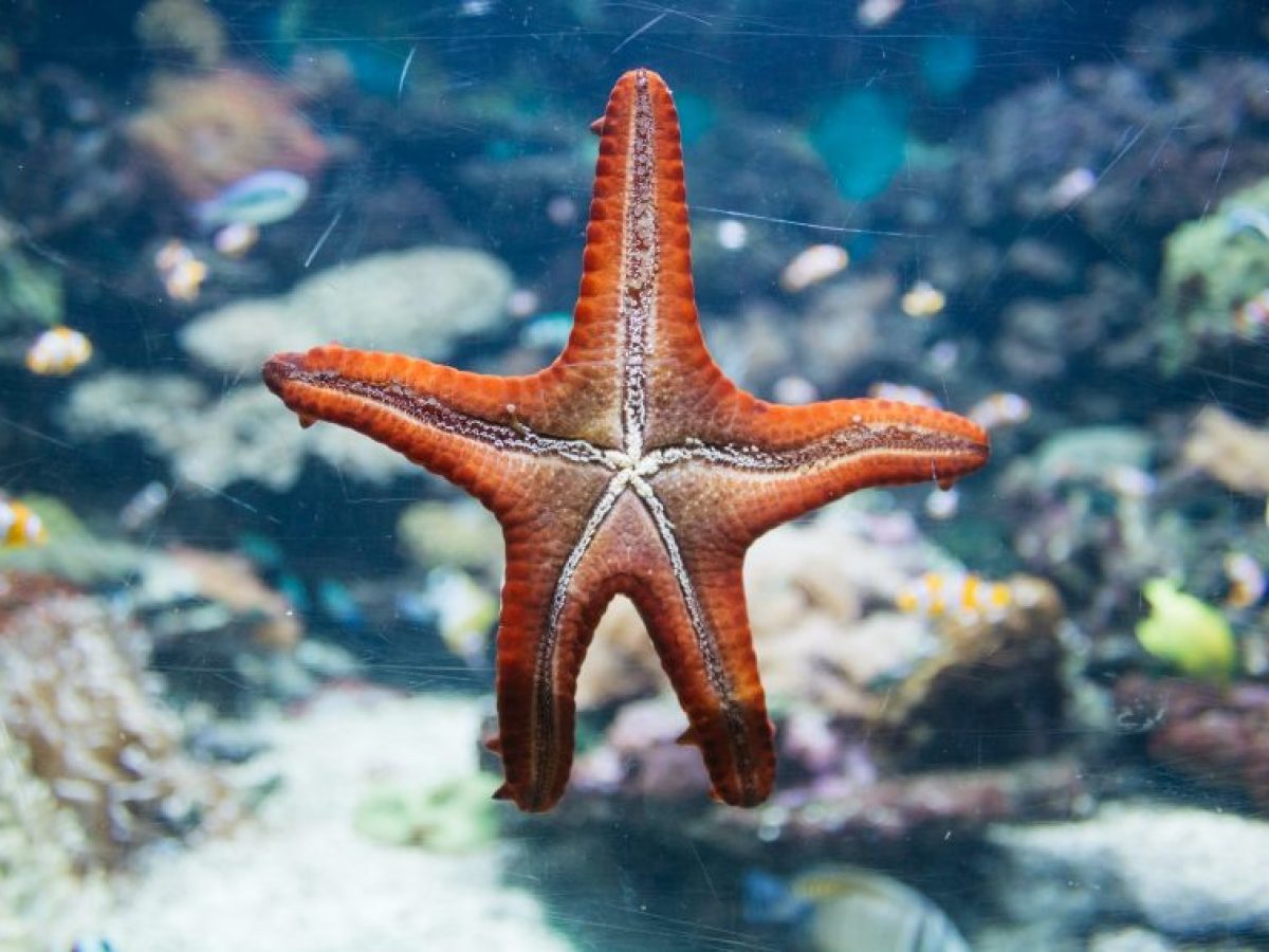 Naturaleza Animales Insectos Agua