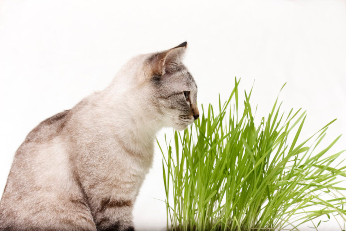 Que hace la hierba gatera en gatos - Elmorroenvios.com