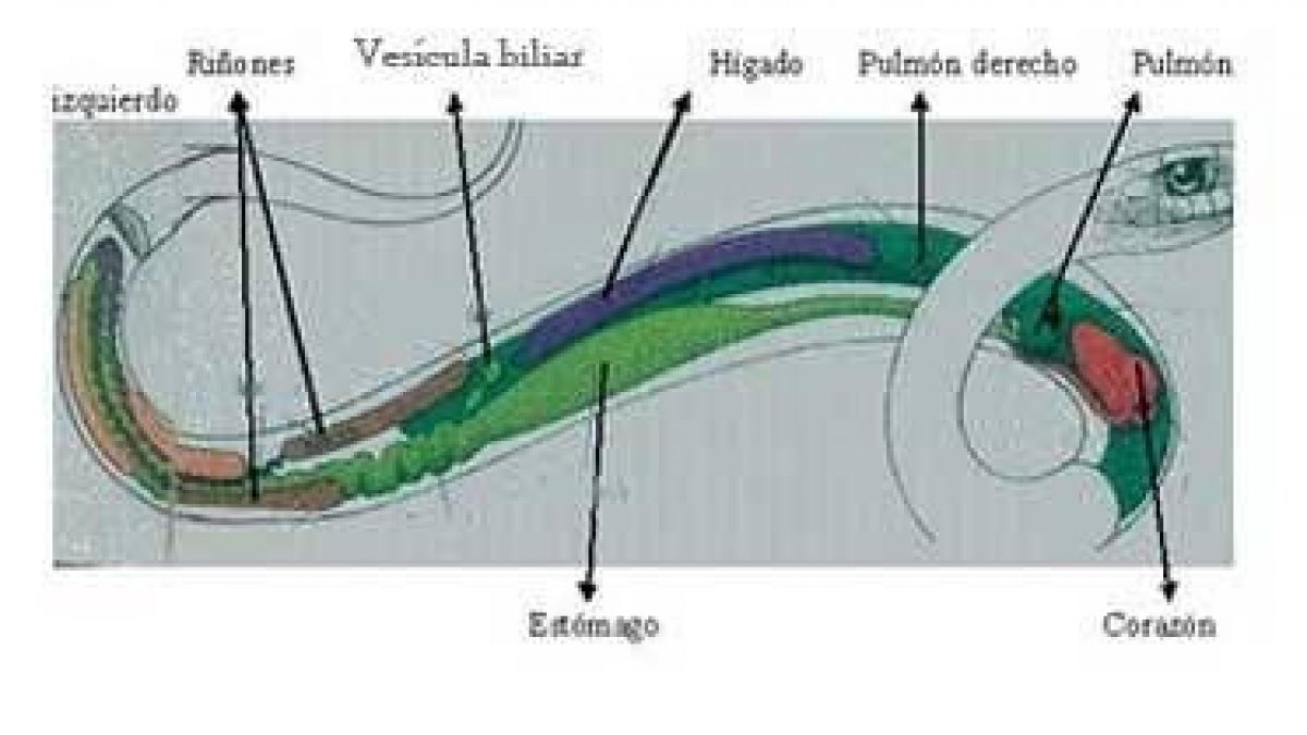 Anatomía De Una Mordedura De Serpiente