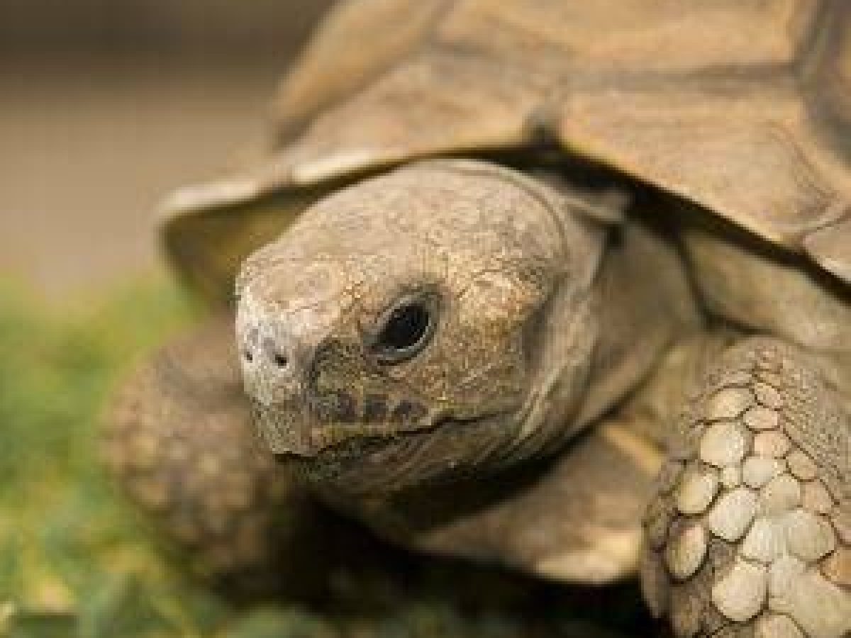 Odia Niño Dalset la tortuga de tierra argumento hipocresía obturador