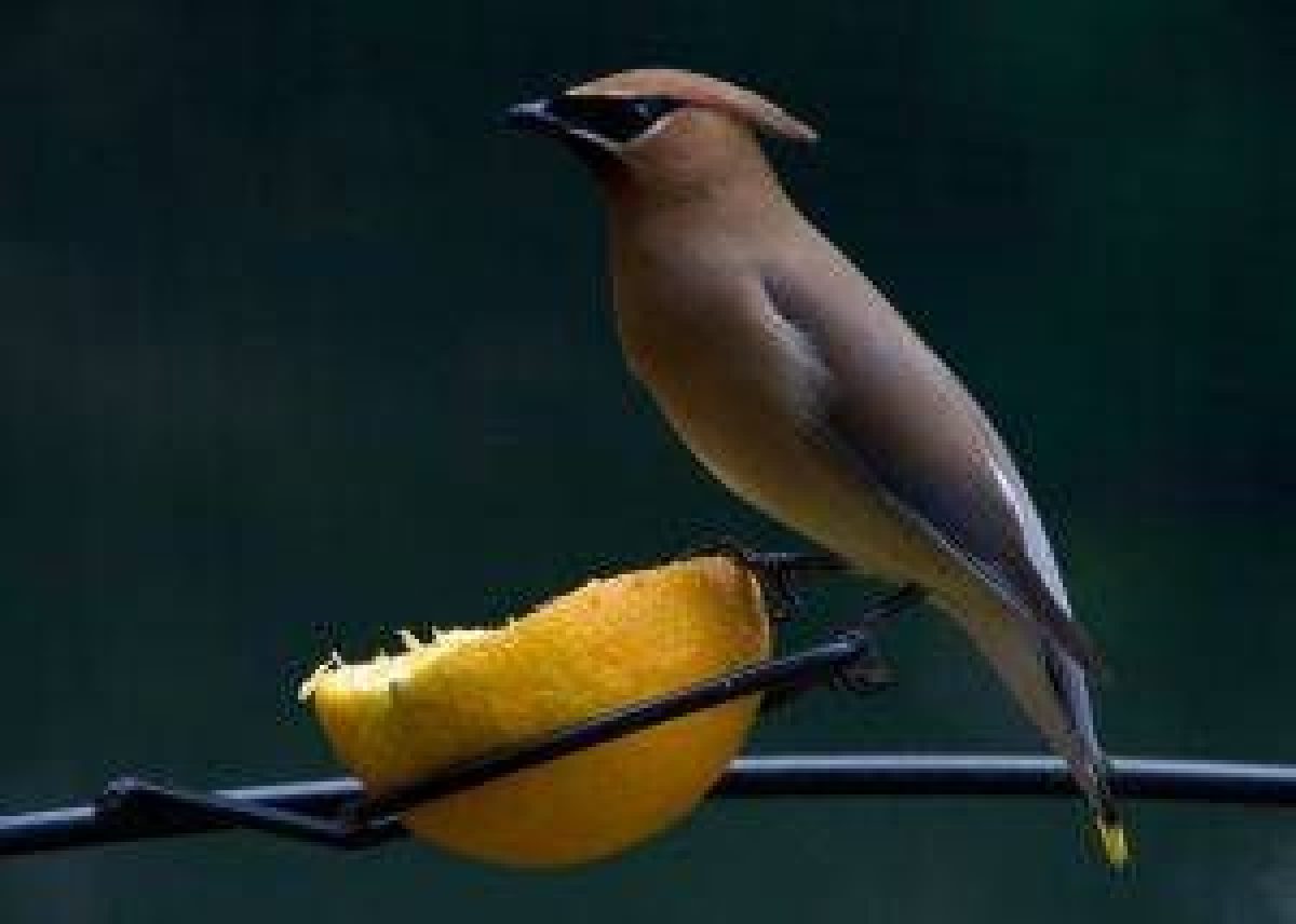 Los Perros Pueden Comer Aves Vivas