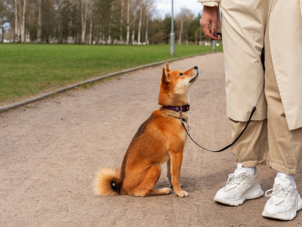 Cómo Hacer Que Tu Perro Deje De Tirar De La Correa