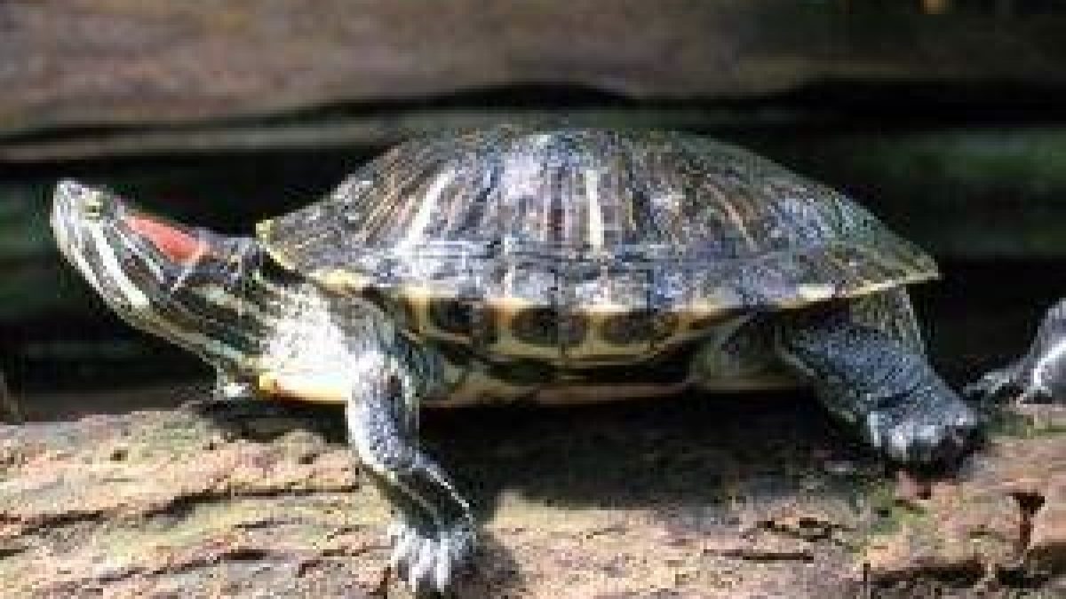 Panza De Tortuga Bebe Pintada