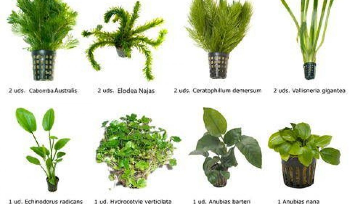 Plantas Acuáticas Con Nombres Planta Elodea Nombre Científico O