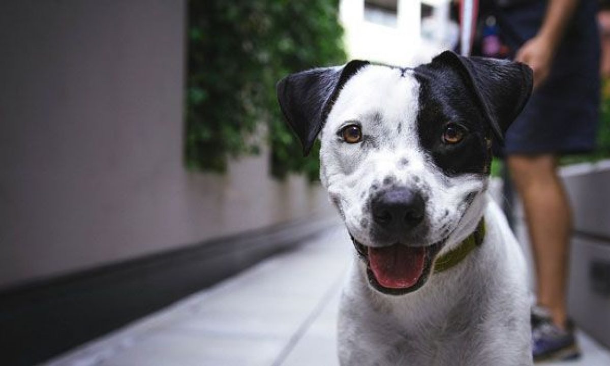 Anatomía Del Ojo De Un Perro
