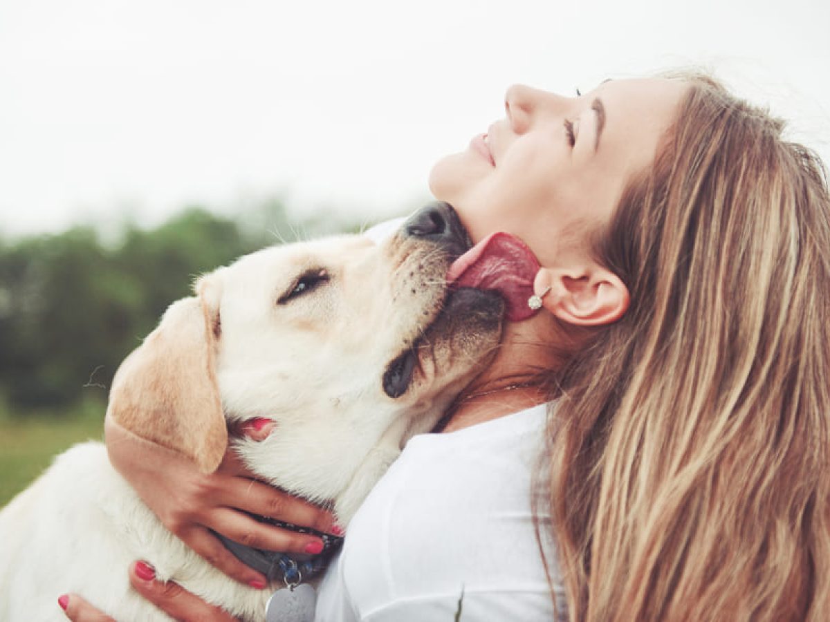 Por Que Mi Perro Me Lame Las Orejas