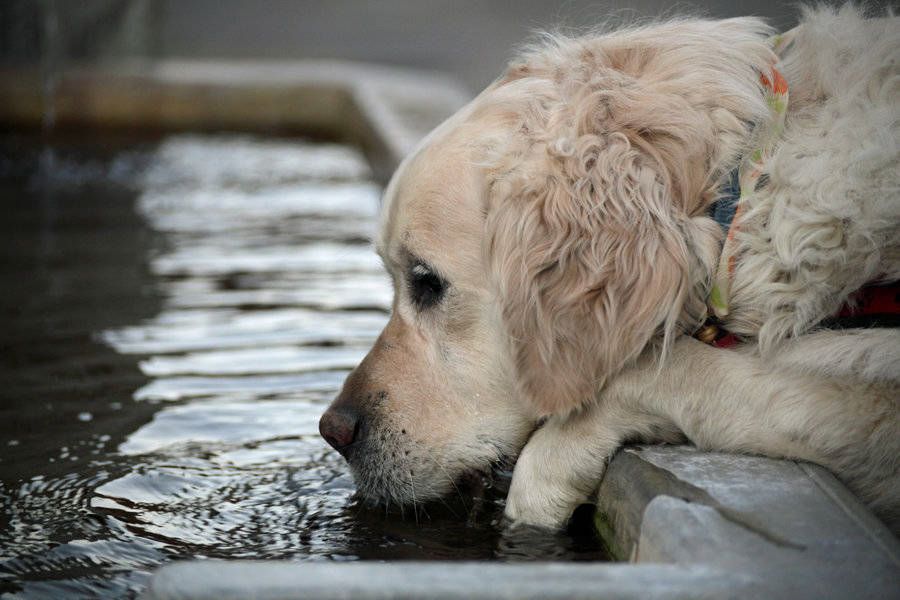 Perros bebiendo agua a cámara lenta.