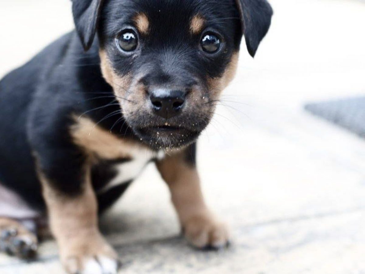 Cuanto Vale Un Rottweiler