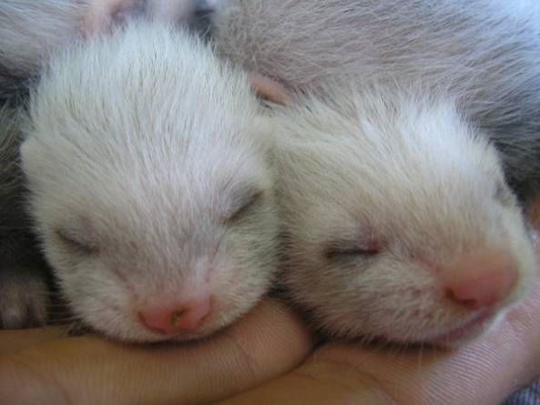 ¡Dudas que todo amante de los hurones puede tener!