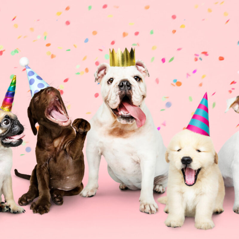 Fiesta De Cumpleaños De Cachorro Tiernazo: Un Nene Cordobés Cumplió