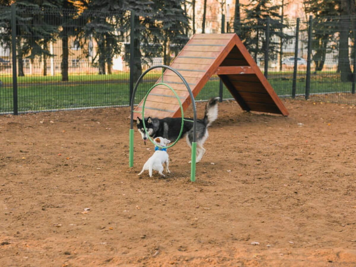 Los Parques Para Perros Son Buenos Para Los Cachorros