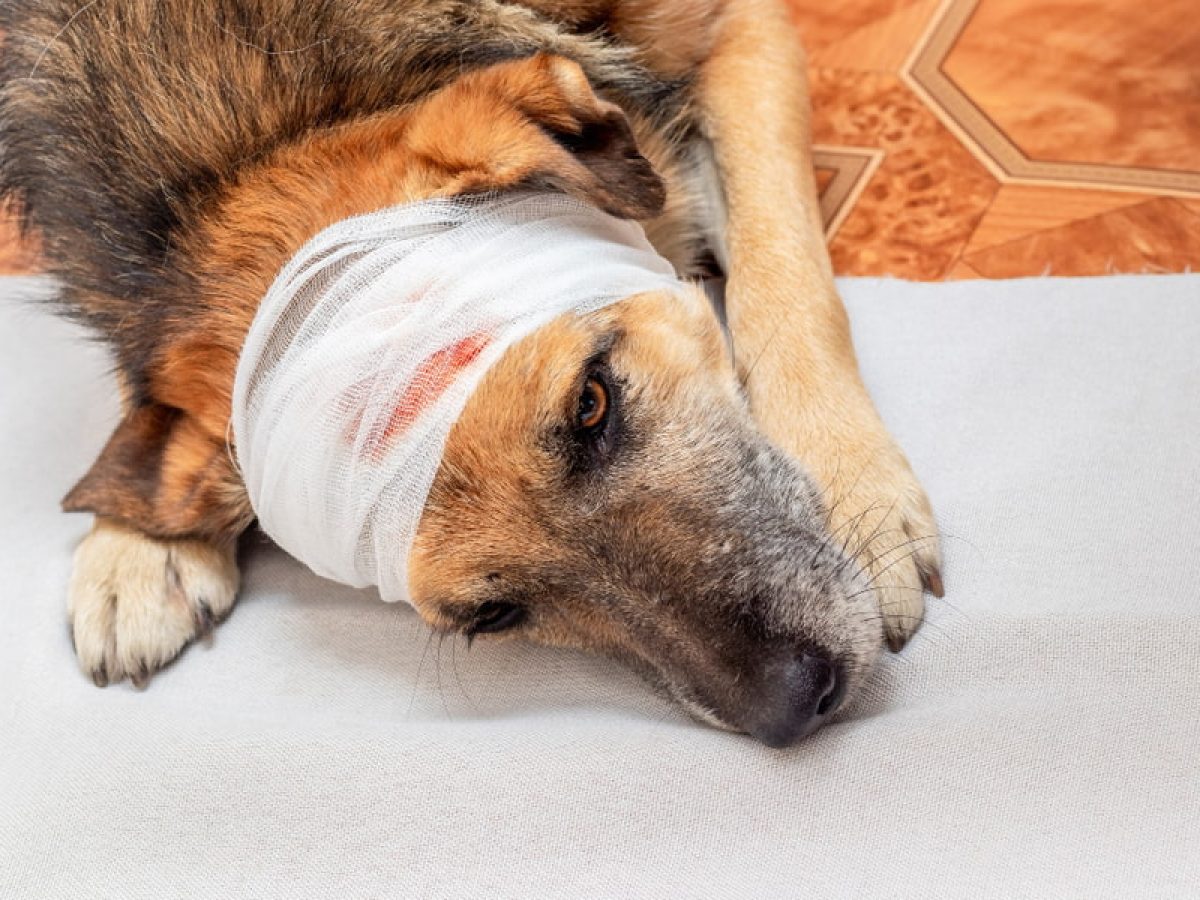 Qué Antibióticos Le Puedes Dar A Un Perro Para Una Infección De Oído