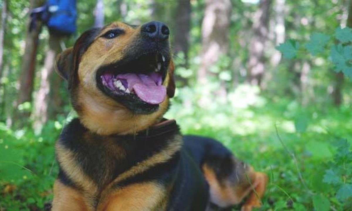 5 Muda De Cachorro 101 Incluso Se Mudan Los Cachorros