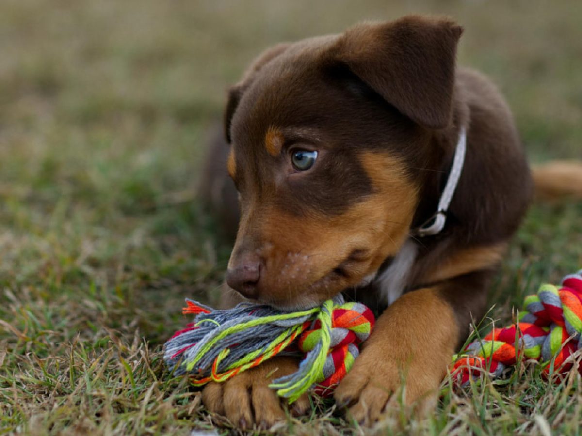 Cual Es La Tercera Inyeccion Para Cachorros