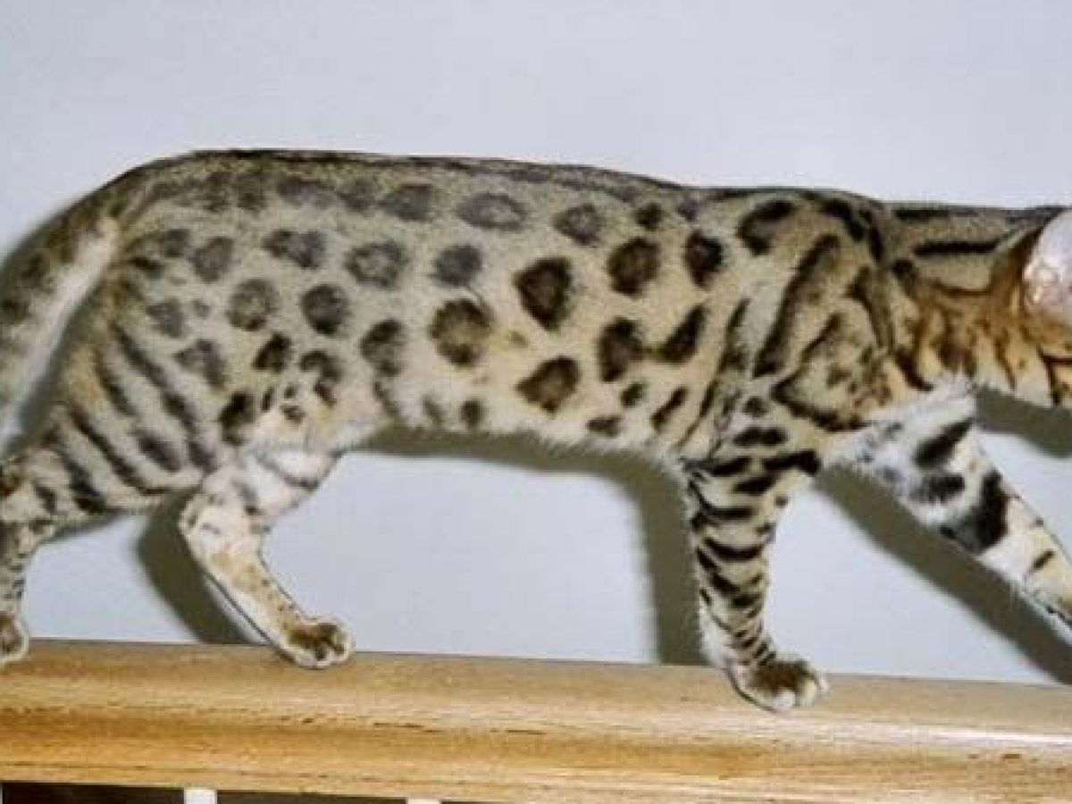 Gatitos De Bengala De Ojos Azules