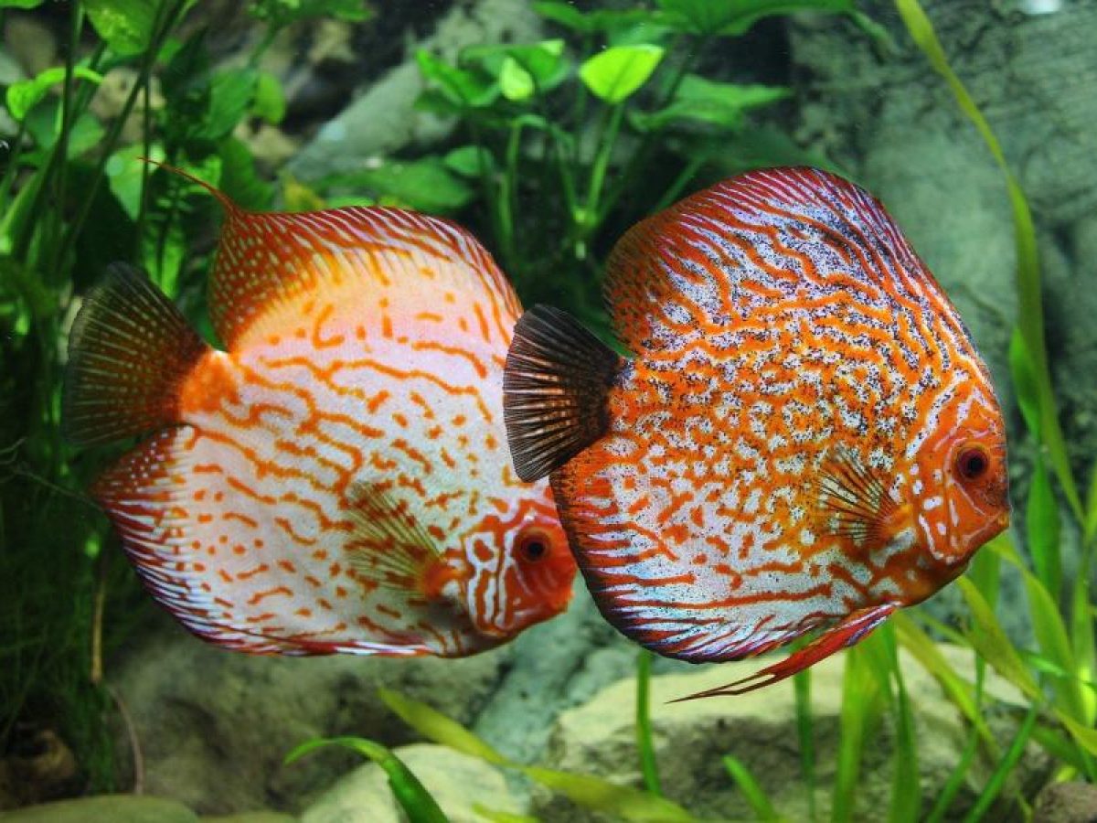 Especies De Peces De Agua Dulce Para Mascotas Guía Visual De Peces De