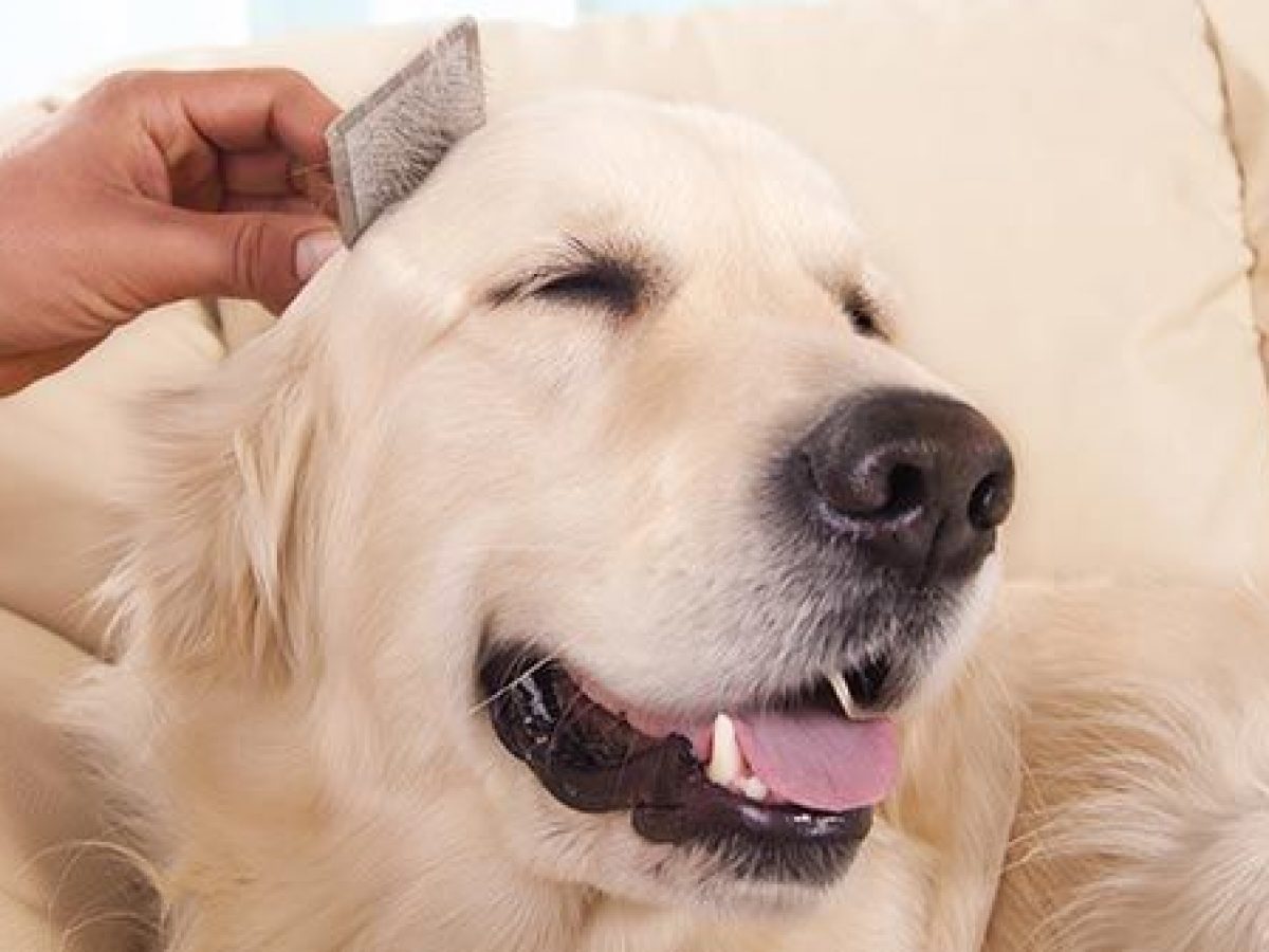 Debo Cepillar A Mi Perro Todos Los Dias