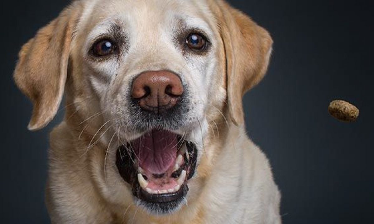 Cómo Recompensas A Un Perro Por Estar Callado