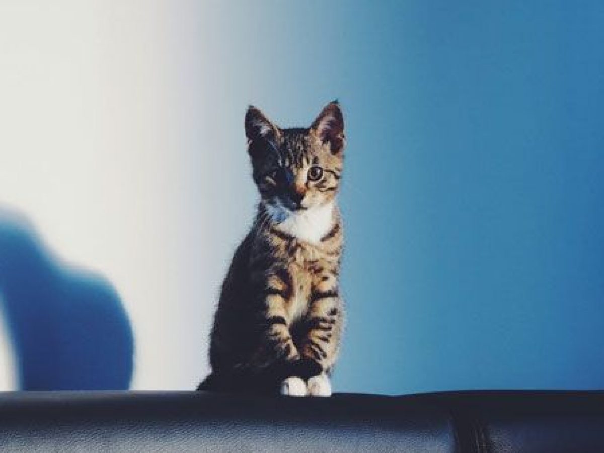 Gatitos Mas Pequeños Del Mundo