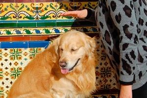 ¿Cómo acercarse a un perro desconfiado o asustado? - Tiendanimal