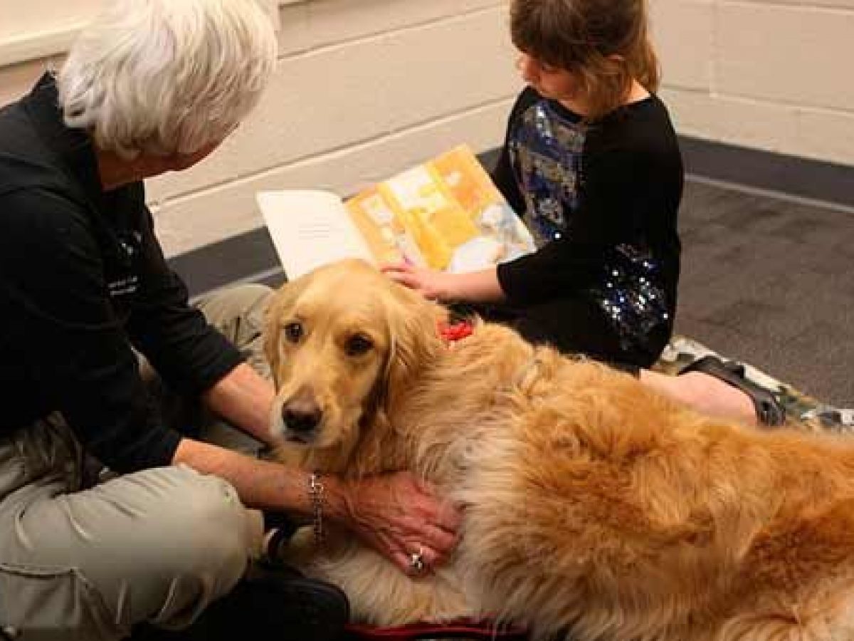 Puede Mi Perro Convertirse En Un Perro De Terapia