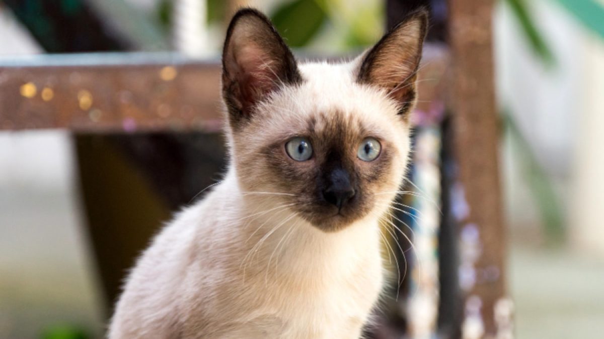 Los Humanos Nacieron Con Ojos De Gato Las Peculiares Orejas Y