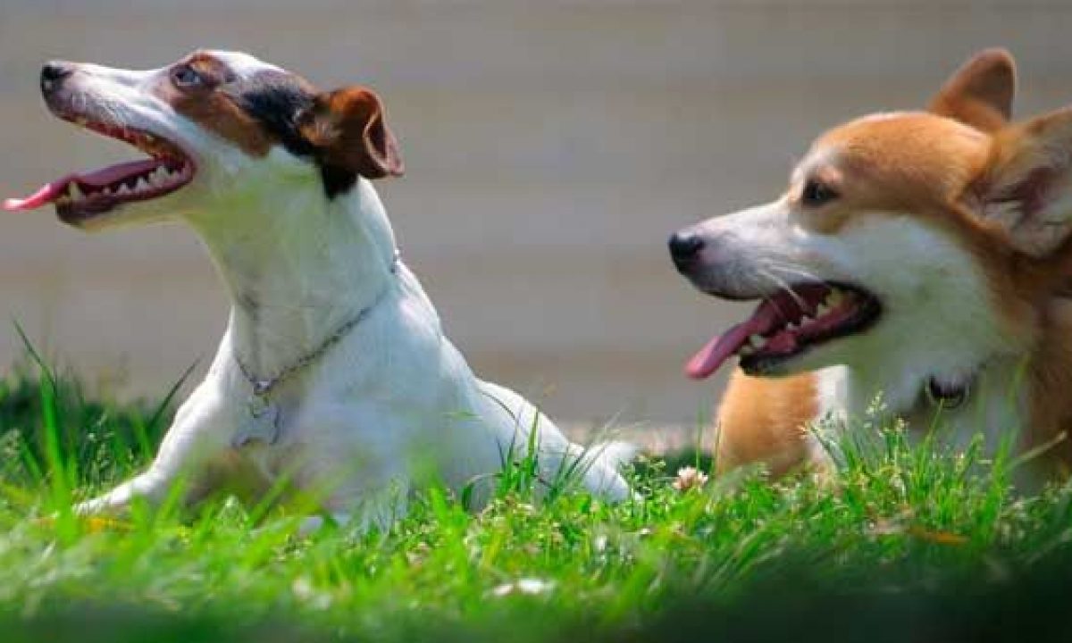 Por Qué Mi Perro Tose Por La Noche