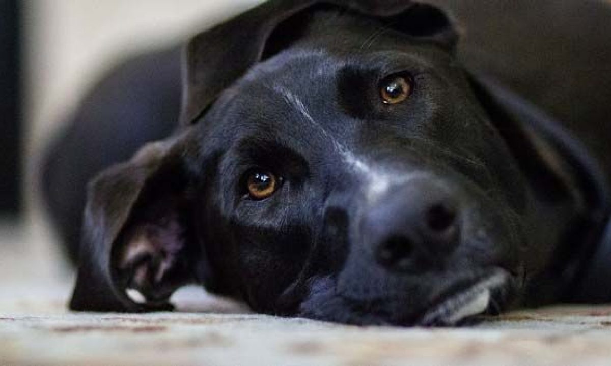 Por Que Los Perros Te Dan Codazos