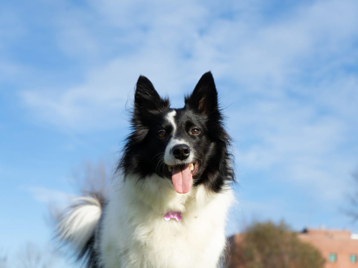 Cuanta Comida Darle A Un Cachorro De Collie Rudo