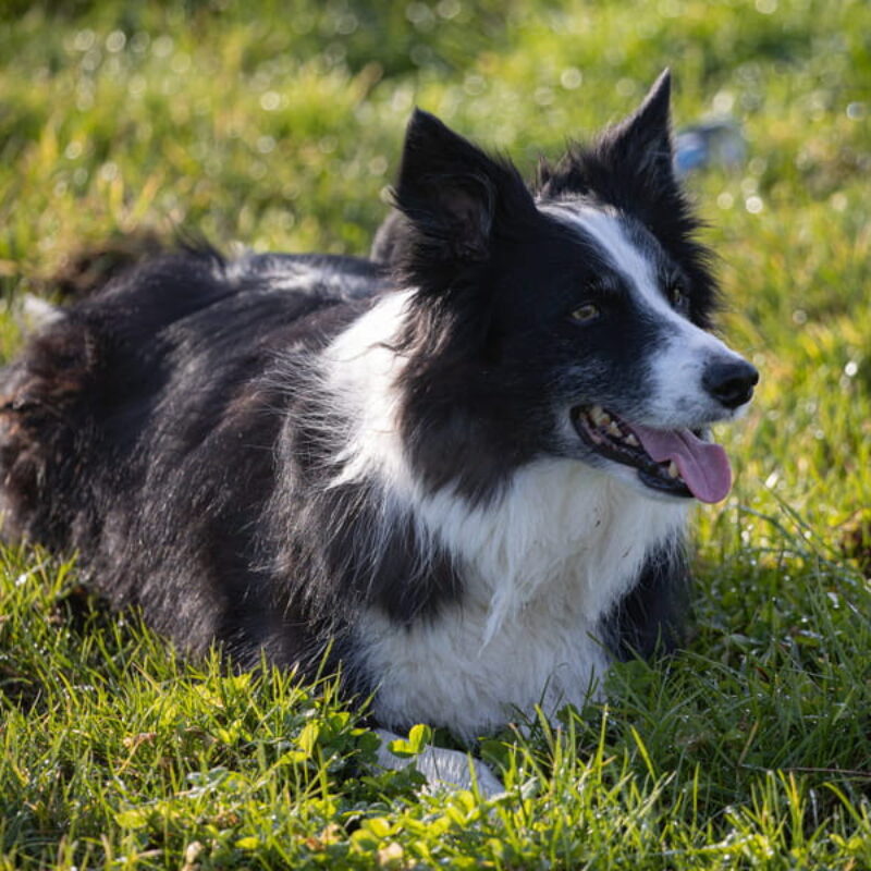 Cachorros Border Collie Blanco Y Negro