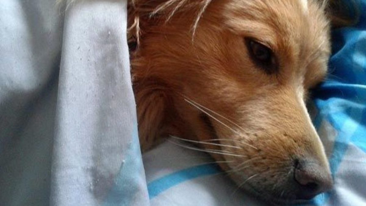 Como Puedo Saber Si Mi Perro Esta Resfriado