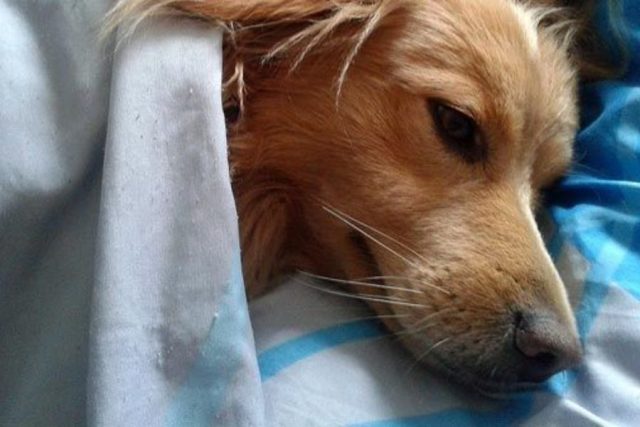 Qué es la pododermatitis en perros: síntomas y prevención | Tiendanimal