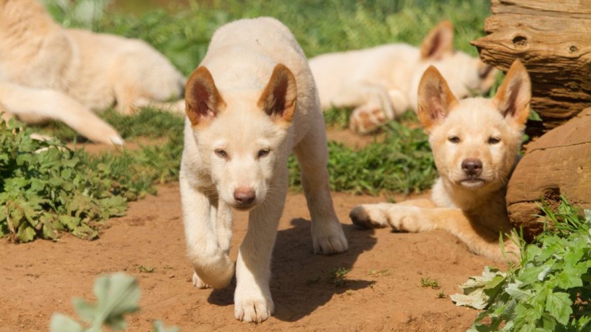 Por Qué Los Dingos Parecen Perros