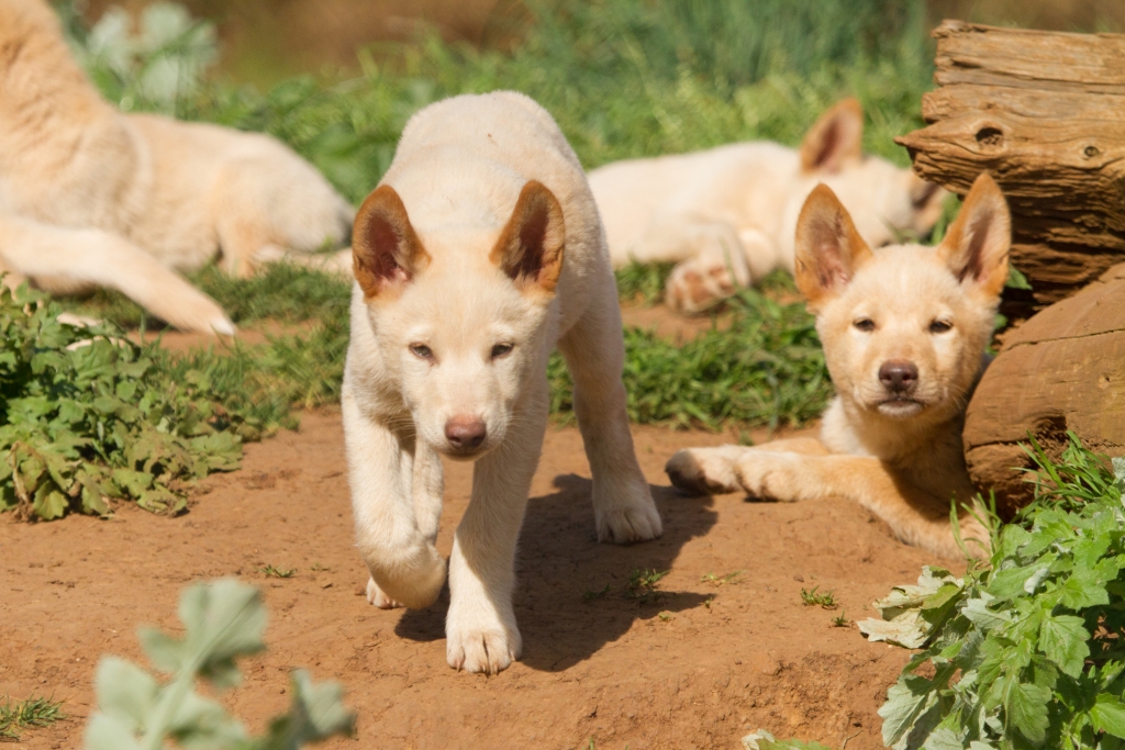 El dingo - Tiendanimal