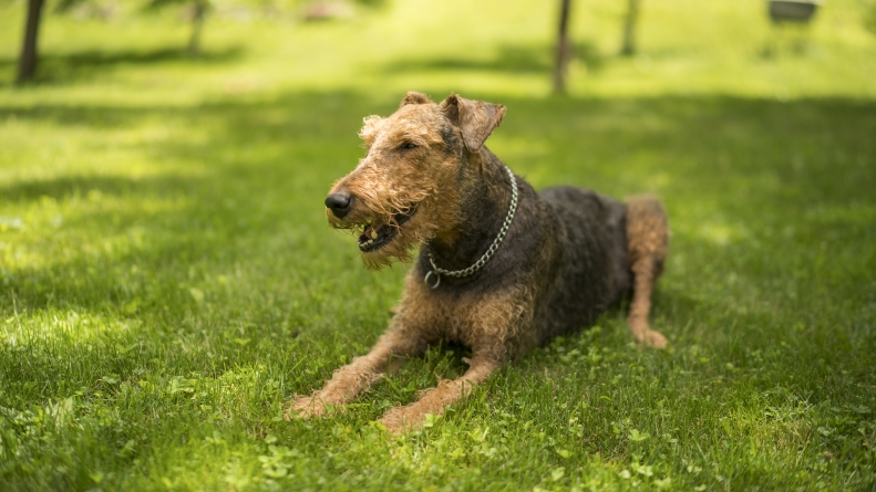 Airdale Terrier - Características principales- Tiendanimal