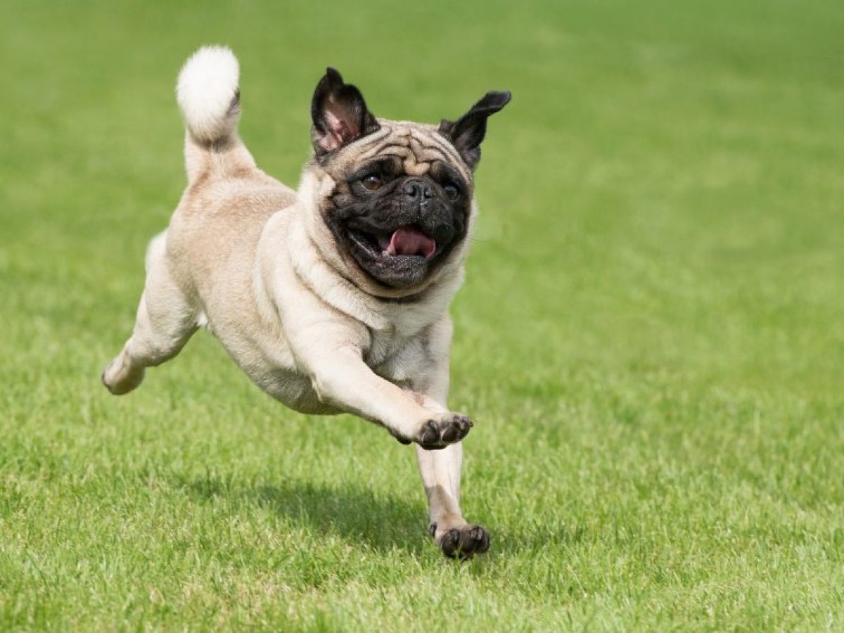 Son Pugs Siempre Hiperactivos