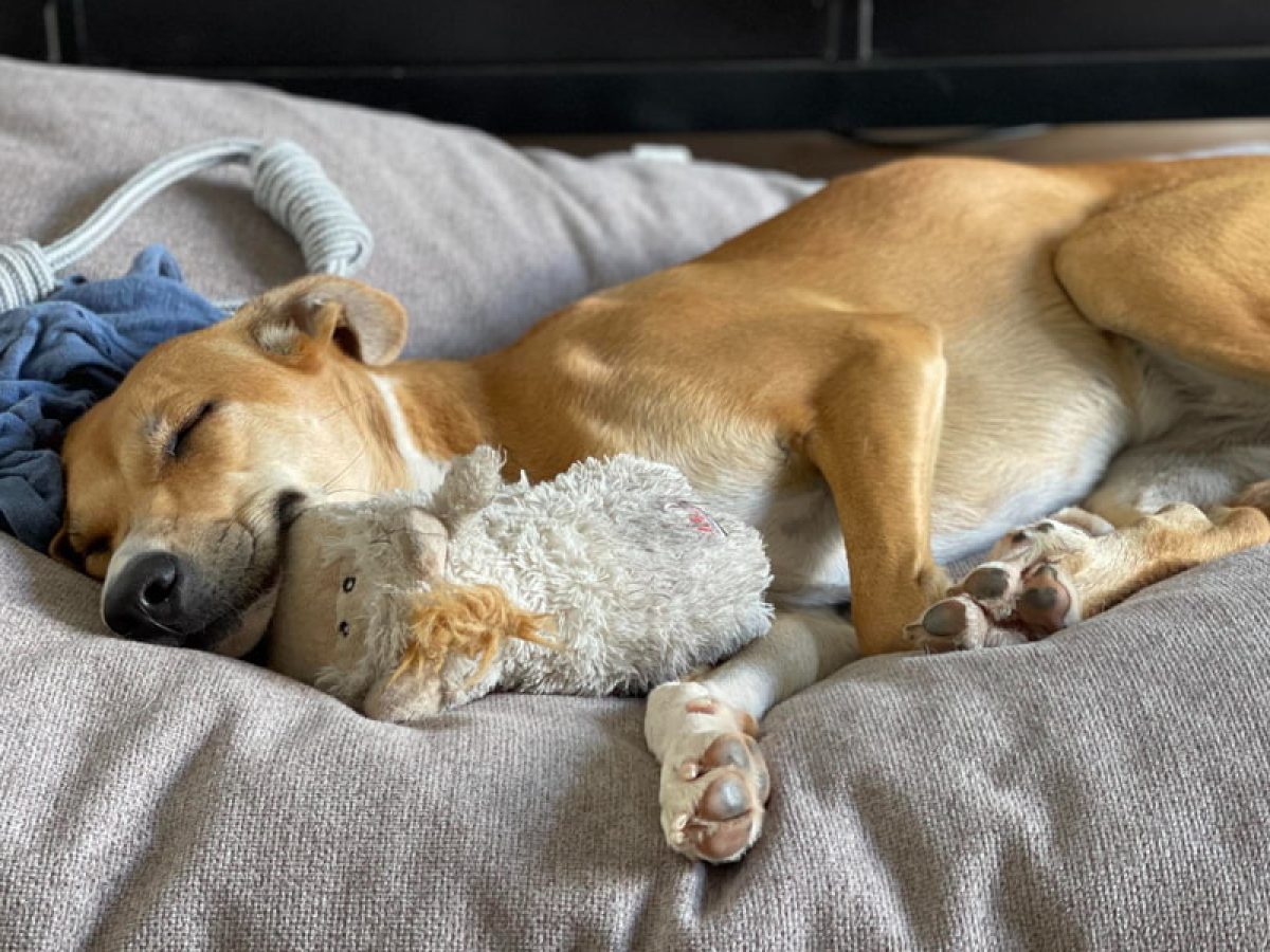 Mi Perro Necesita Un Saco De Dormir