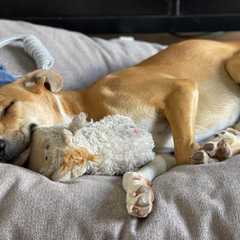 Como Calmar A Mi Perro Antes De Dormir