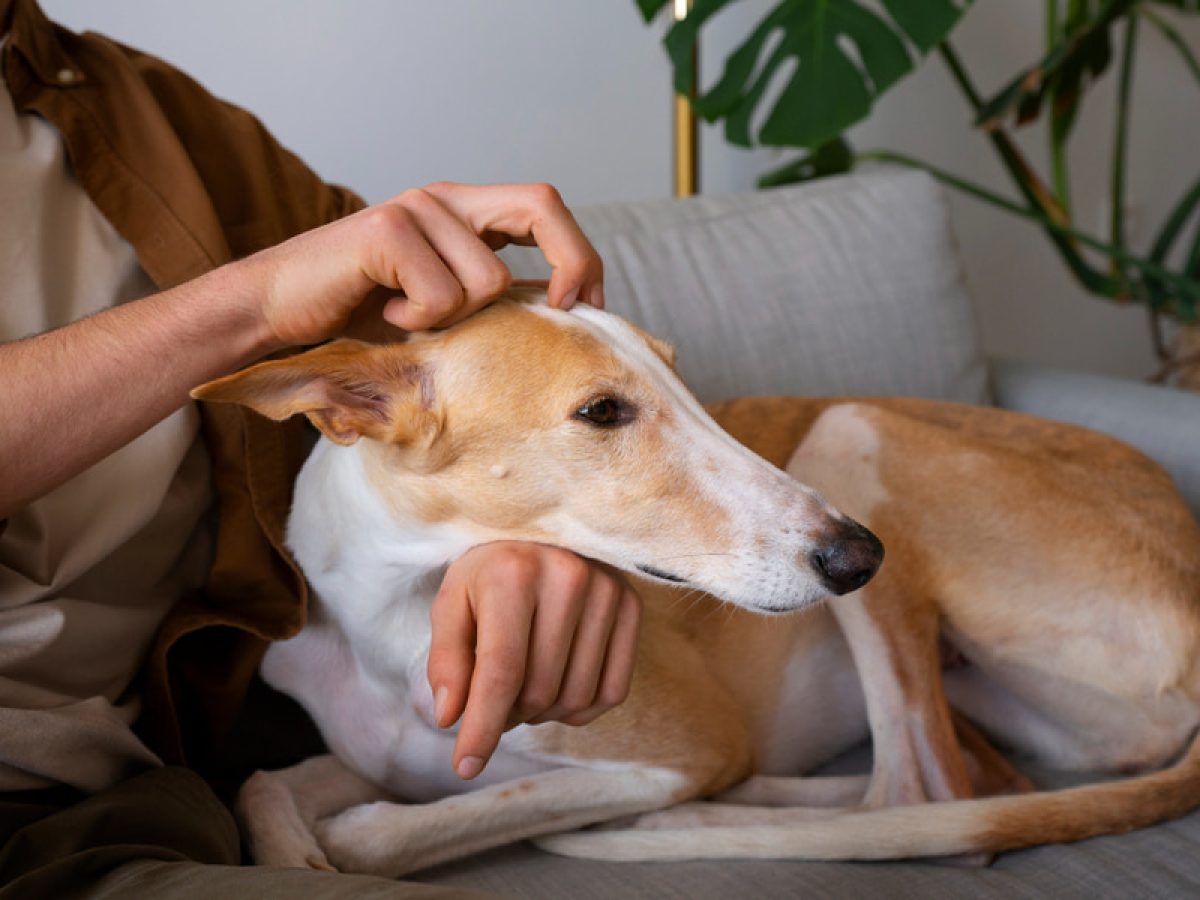 Las Alergias A Los Perros Pueden Causar Asma