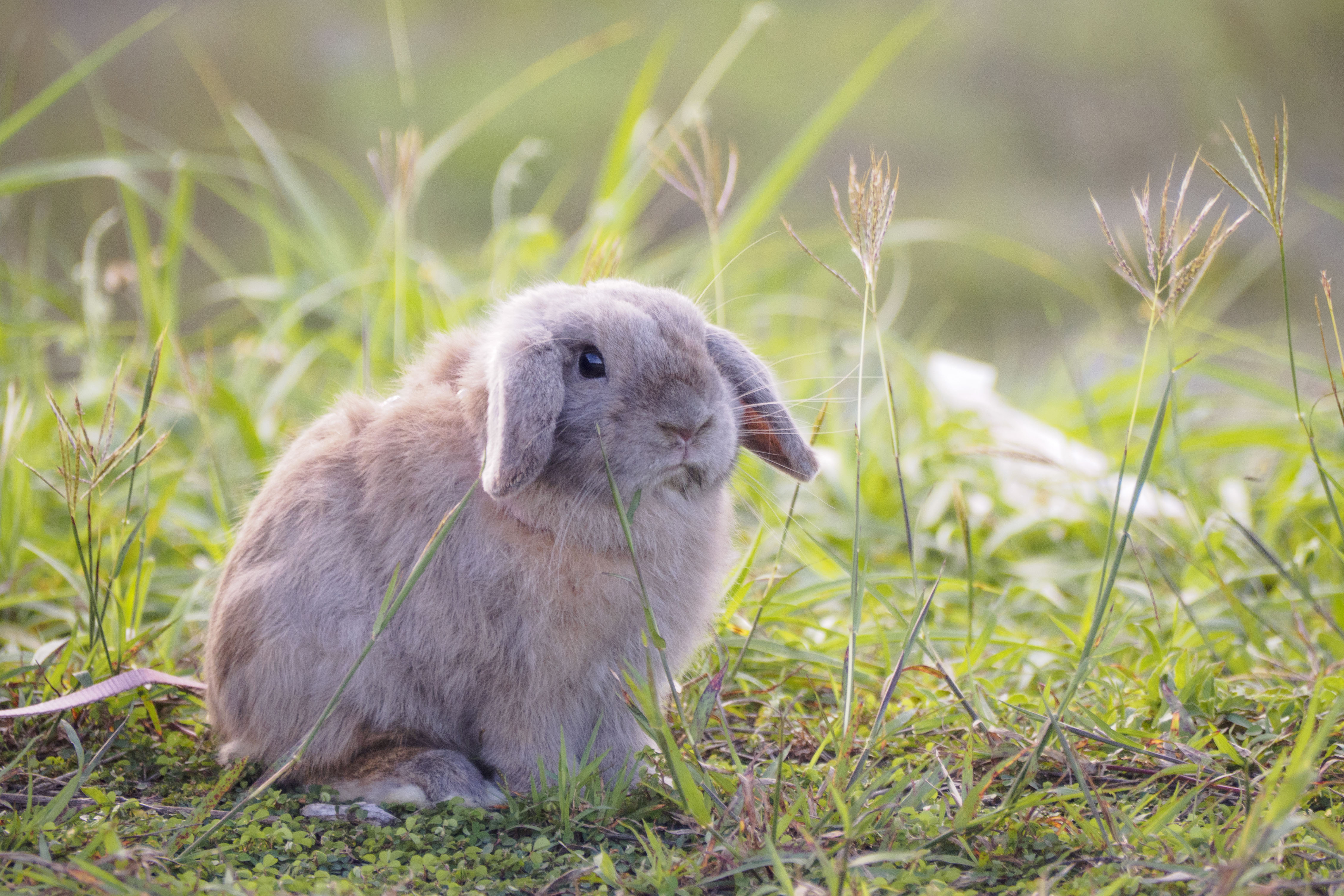Conejo Holland Lop - Tiendanimal