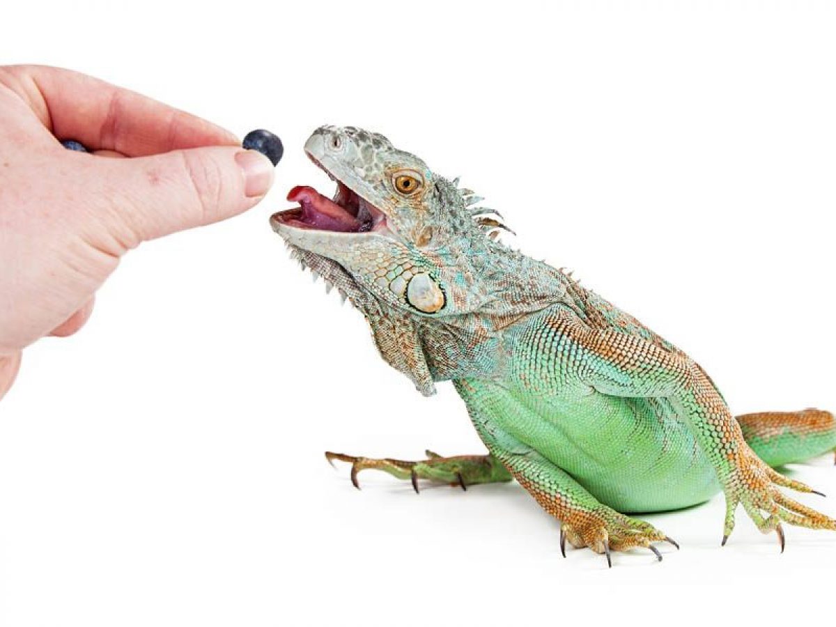 Bebe Iguana