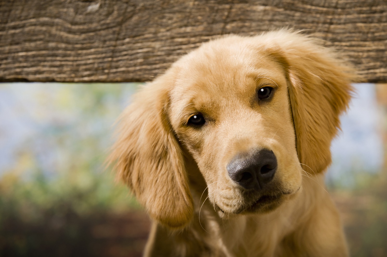 Otitis externa en perros - Tiendanimal