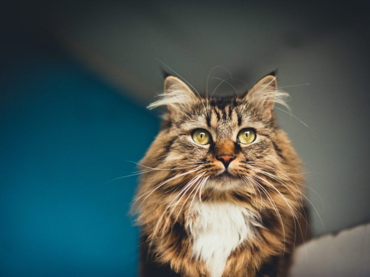 Animales De Gato Con Orejas De Lince 800x800